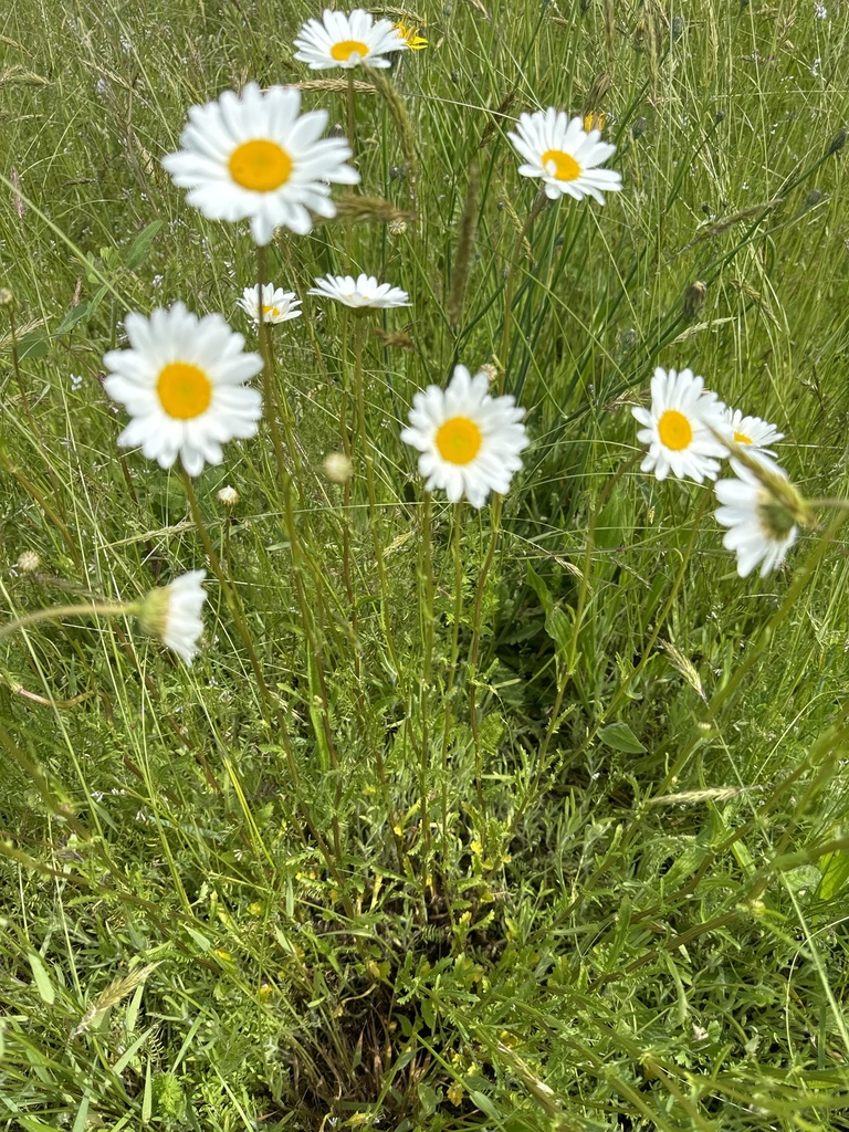 oxeye daisy from Vancouver, WA, 98662, USA on May 27, 2024 at 02:52 PM ...