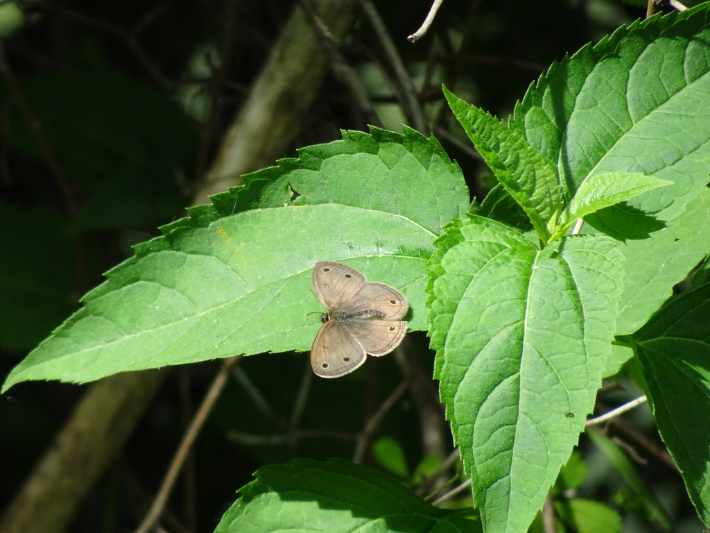 Little Wood Satyr from Rexford, Clifton Park, NY, US on May 25, 2024 at ...