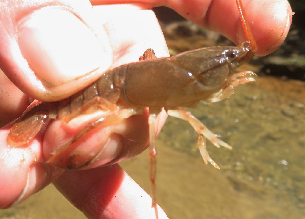 Rock Crayfish from Clarion County, PA, USA on May 11, 2019 at 12:24 PM ...