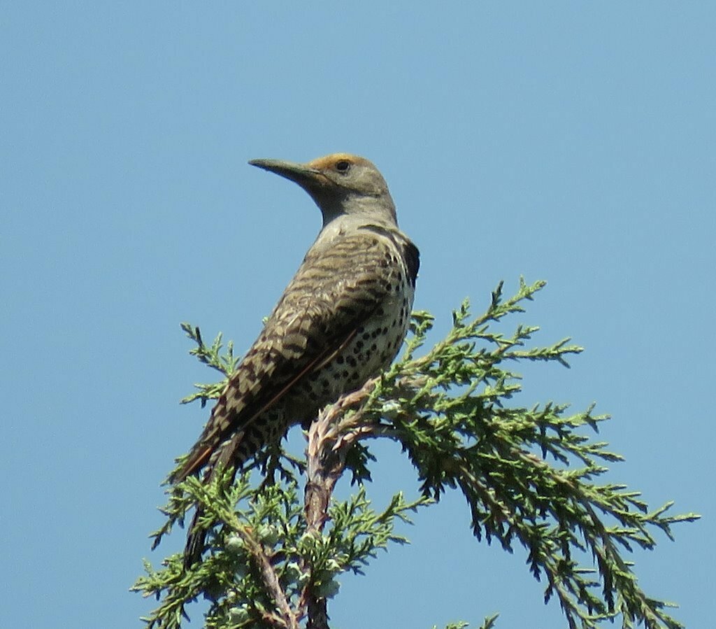 Northern Flicker from Parque Sierra Morelos on May 18, 2024 at 10:59 AM ...