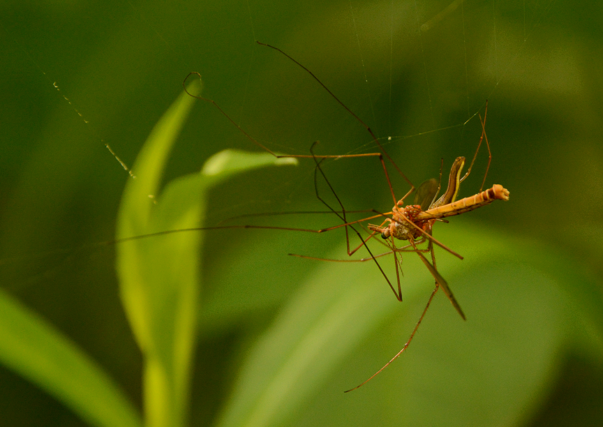 Long-jawed Orb Weavers from Cedar Bog, 980 Woodburn Rd, Urbana, OH on ...