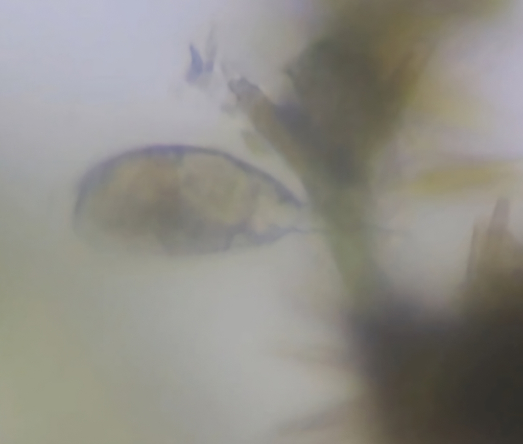 Colurella from Severna Park, MD 21146, USA on May 27, 2024 at 08:23 PM ...