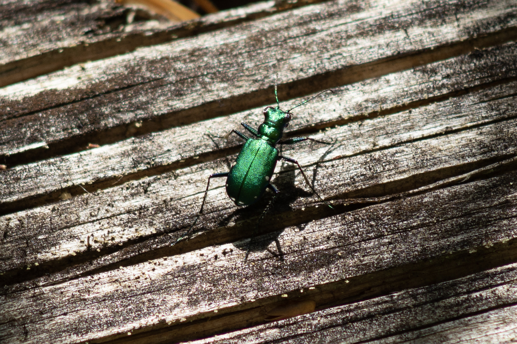 Six-spotted Tiger Beetle from Deerfield, NH, USA on May 14, 2024 at 01: ...