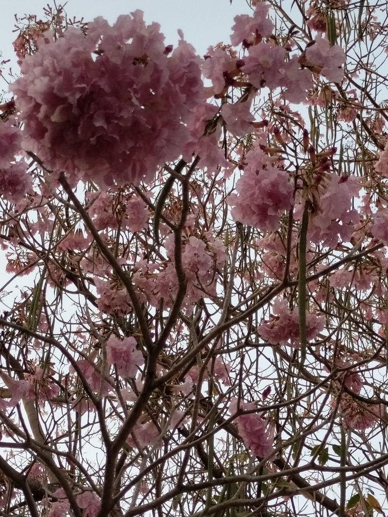 Pink poui from Autlan de Navarro, 48902 Autlán de Navarro, Jal., México ...