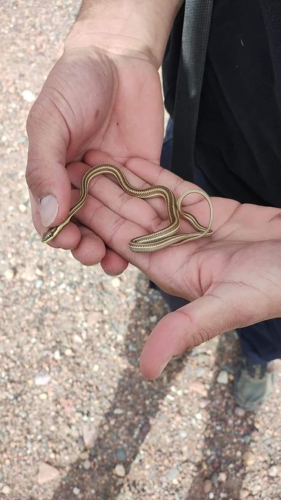 Mousehole Snake from Tupungato, Mendoza, Argentina on May 26, 2024 by ...