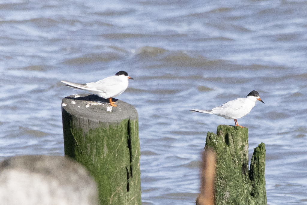 Forster's Tern from East Point Lighthouse, Lighthouse Road ...