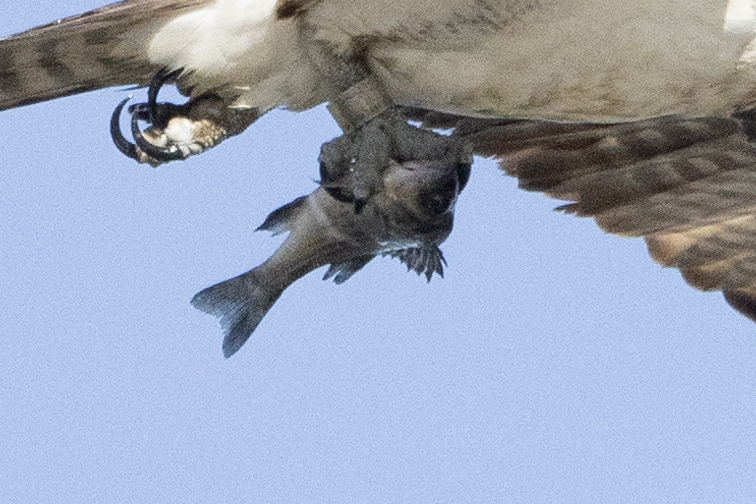 Western Atlantic Temperate Basses from East Point Lighthouse ...
