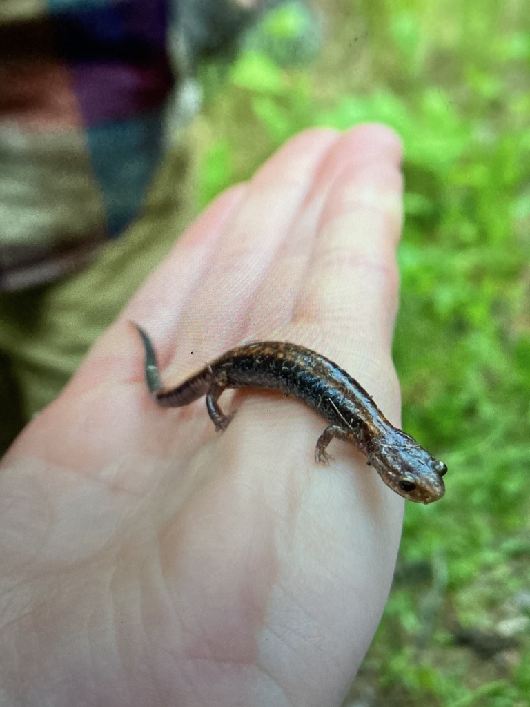 Eastern Red-backed Salamander from Congdon Park, Duluth, MN, US on May ...