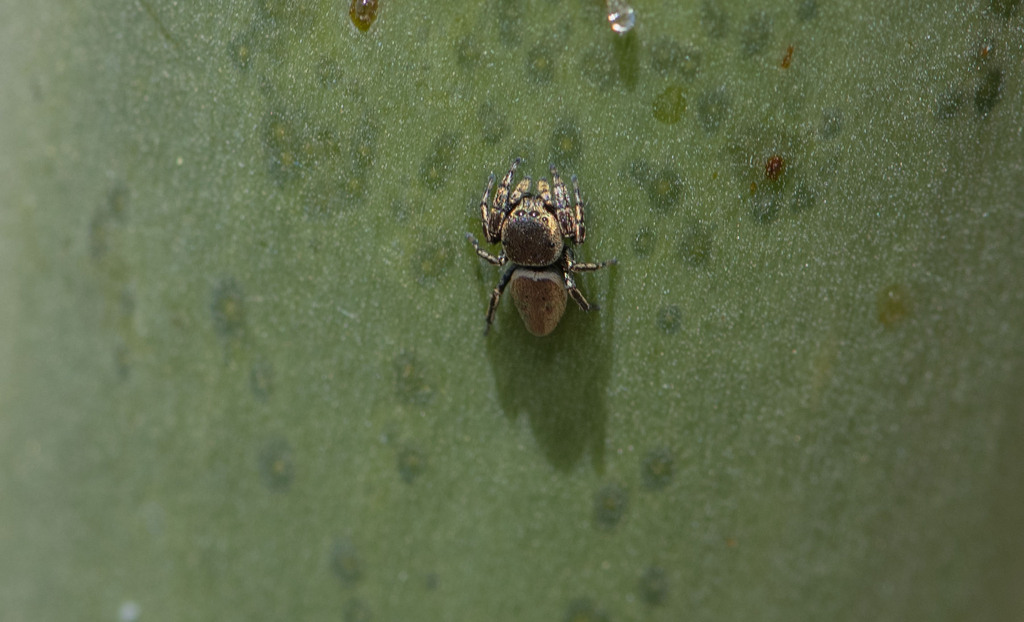 Sassacus papenhoei from Los Angeles County, CA, USA on May 26, 2024 at ...