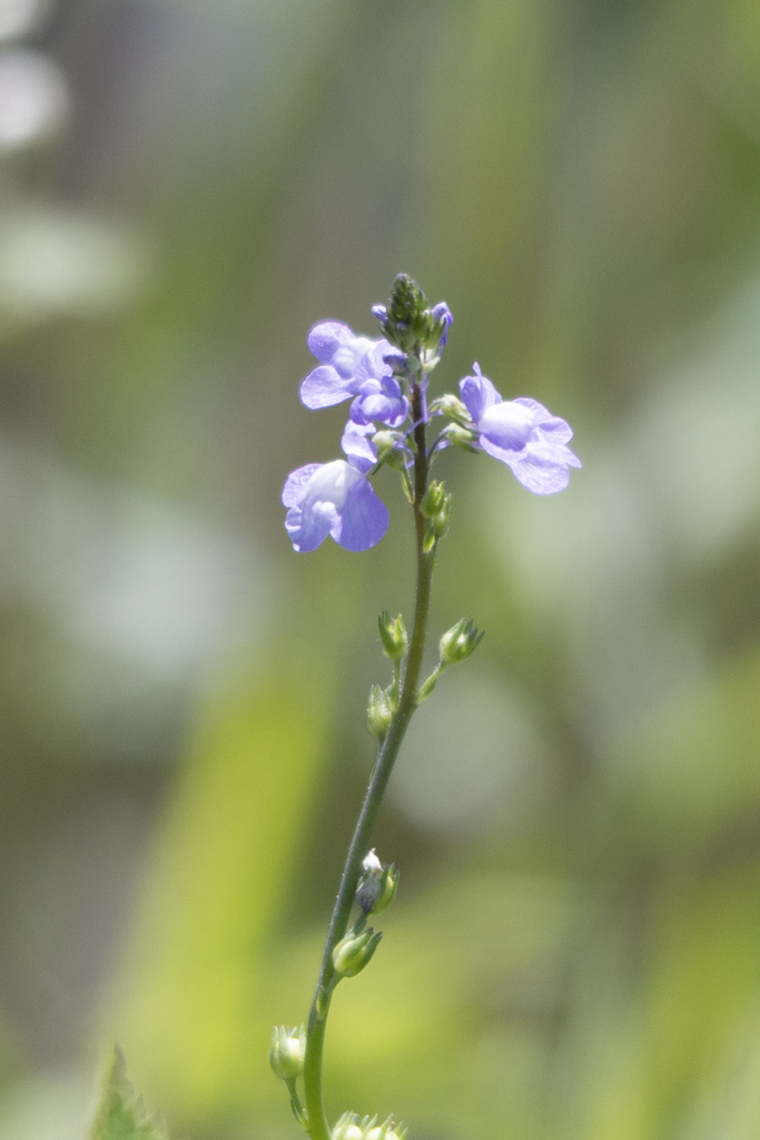 blue toadflax from Tuckahoe Wildlife Management Area, Woodbine, NJ ...