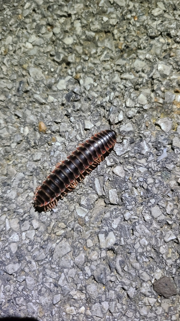 Georgia Flat-backed Millipede from Soddy-Daisy, TN 37379, USA on April ...