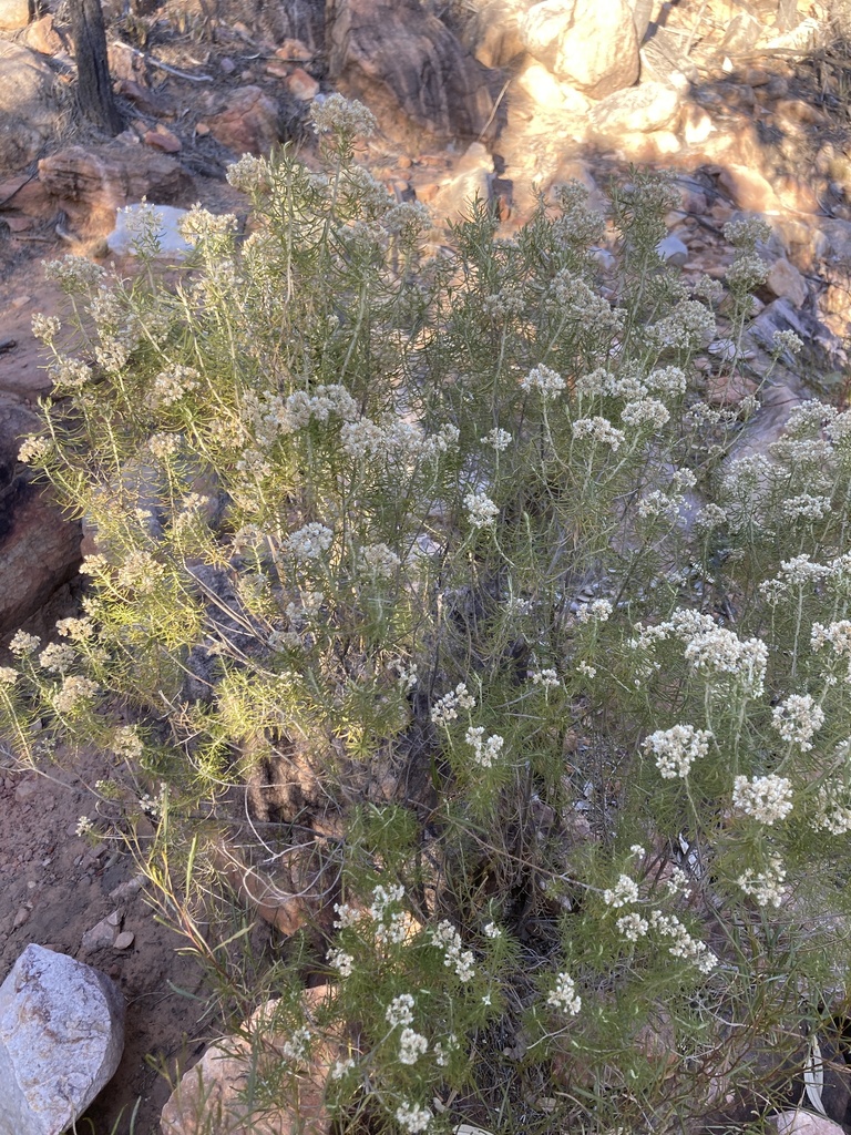 Cassinia from Unincorp. Flinders Ranges, AU-SA, AU on May 21, 2024 at ...