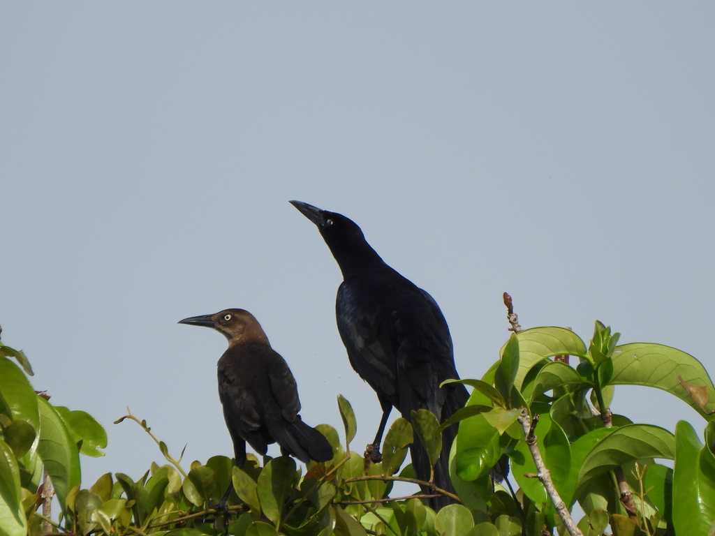 Great-tailed Grackle from Limón Province, Parismina, Costa Rica on ...