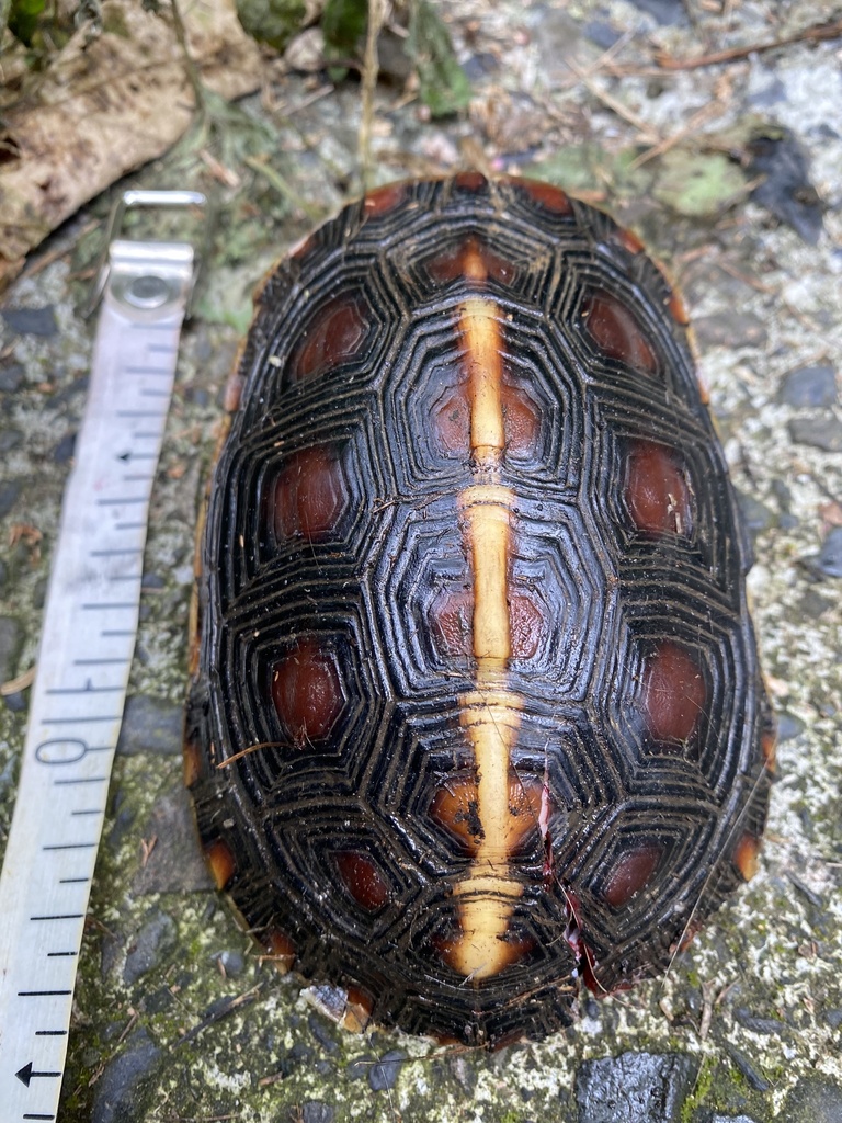 Chinese Box Turtle in November 2023 by 林靜宜 · iNaturalist