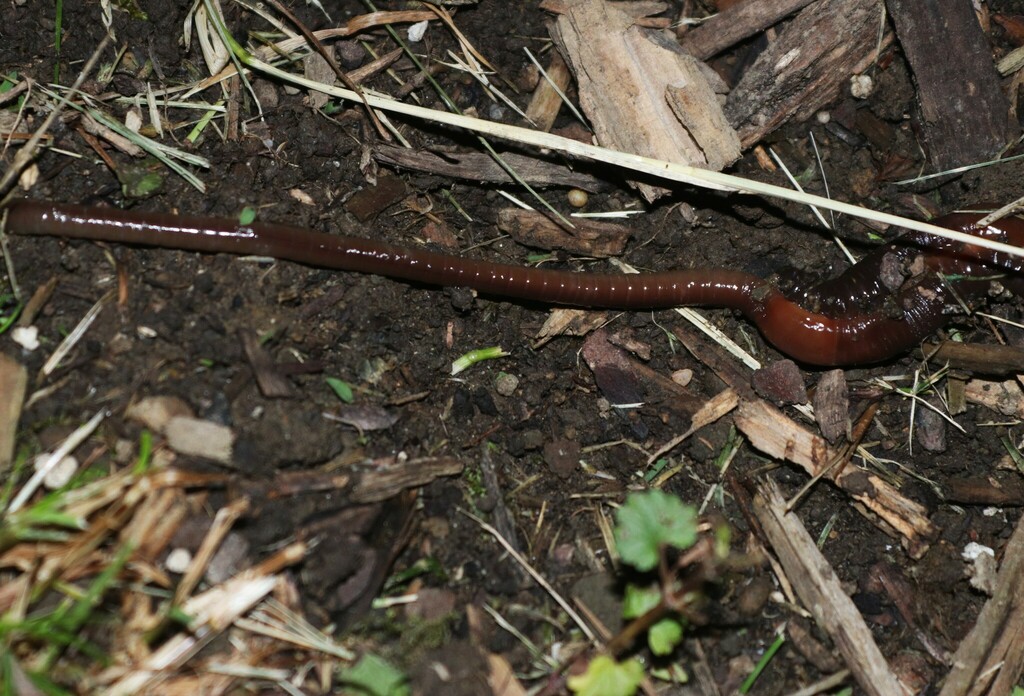 Common Earthworm from Oil City, PA 16301, USA on May 27, 2024 at 09:39 ...