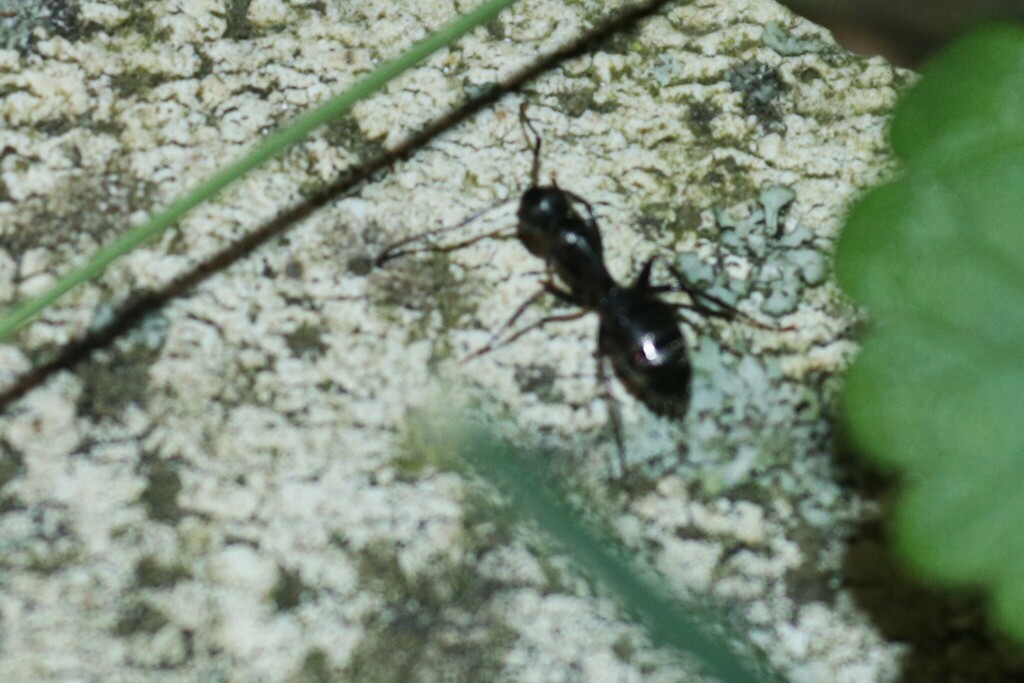 Eastern Black Carpenter Ant from Oil City, PA 16301, USA on May 27 ...