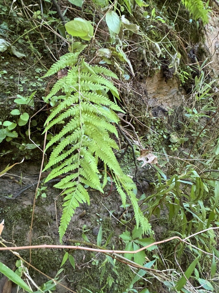 Widespread Maiden Fern from Bryan County, OK, USA on May 27, 2024 at 02 ...