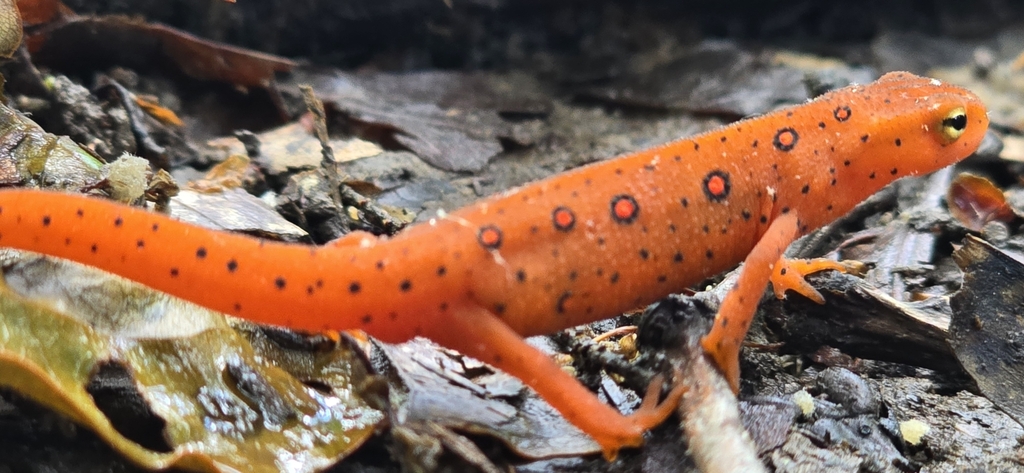 Eastern Newt from Boston Township, OH, USA on May 27, 2024 at 03:55 PM ...