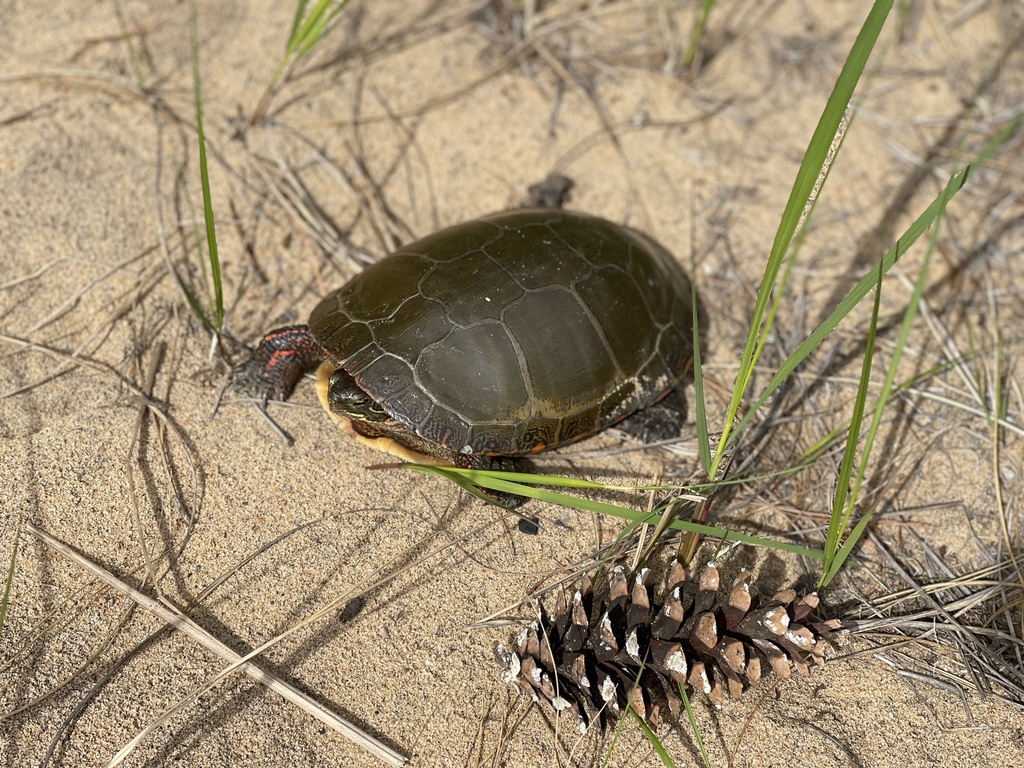 Midland Painted Turtle from Algonquin Provincial Park, Nipissing ...