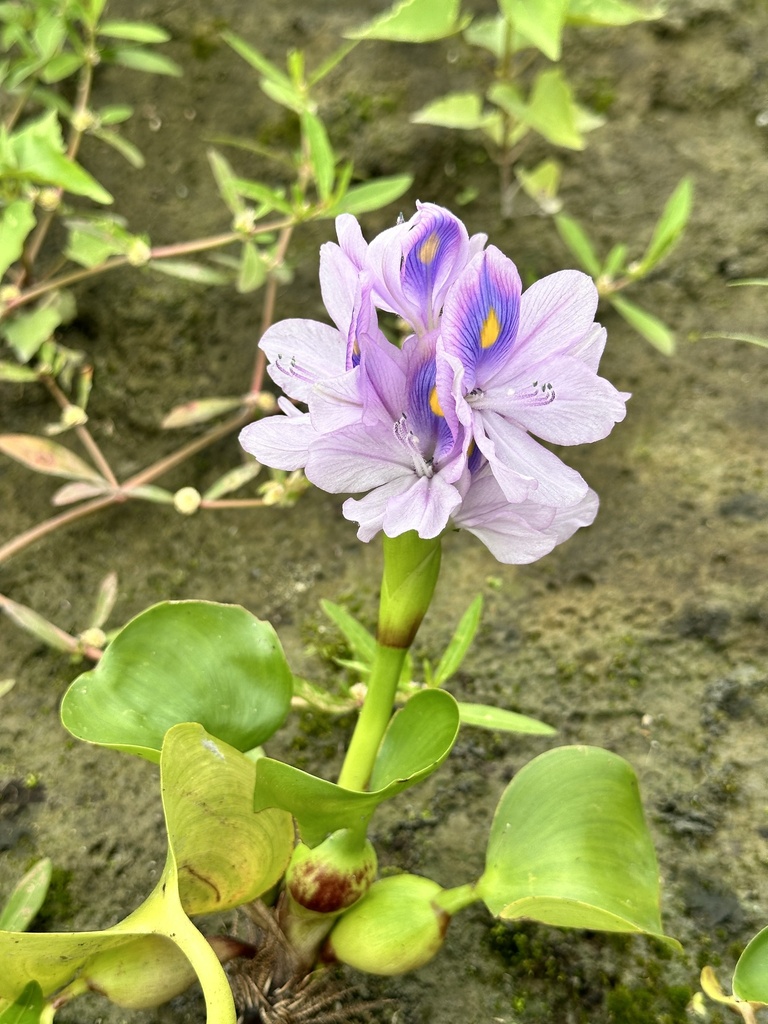 common water hyacinth in May 2024 by 何晟瑋 Andrew Ho · iNaturalist