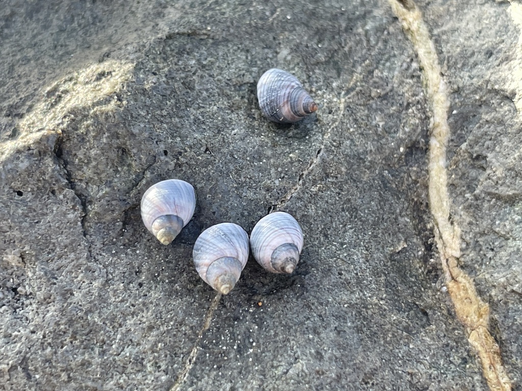 Little Blue Periwinkle from Tasman Sea, Mullaway, NSW, AU on May 24 ...