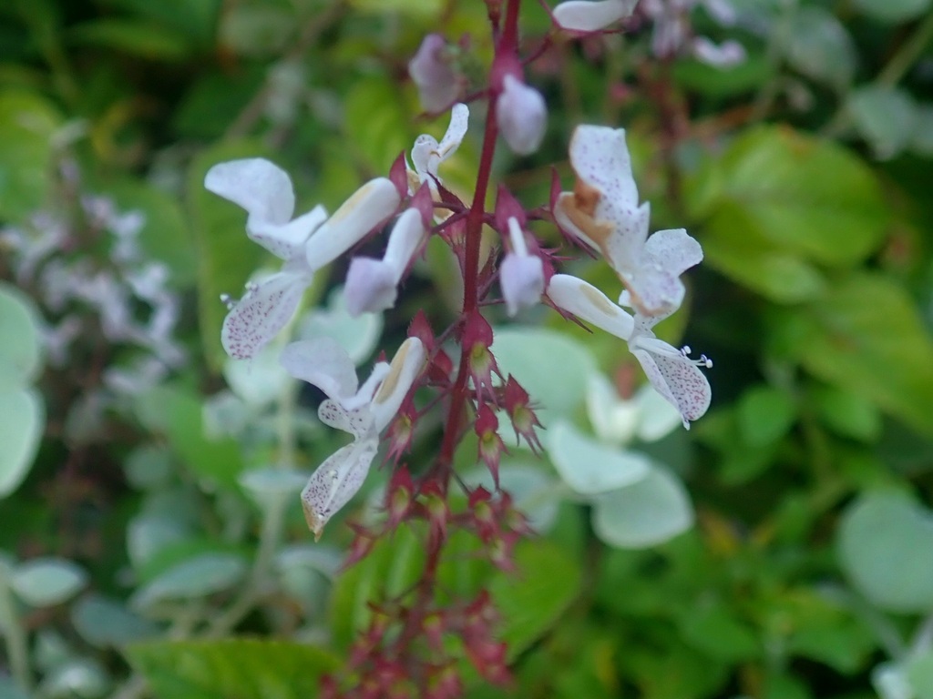 Speckled spur-flower from Pine forest above North Park, George on May ...