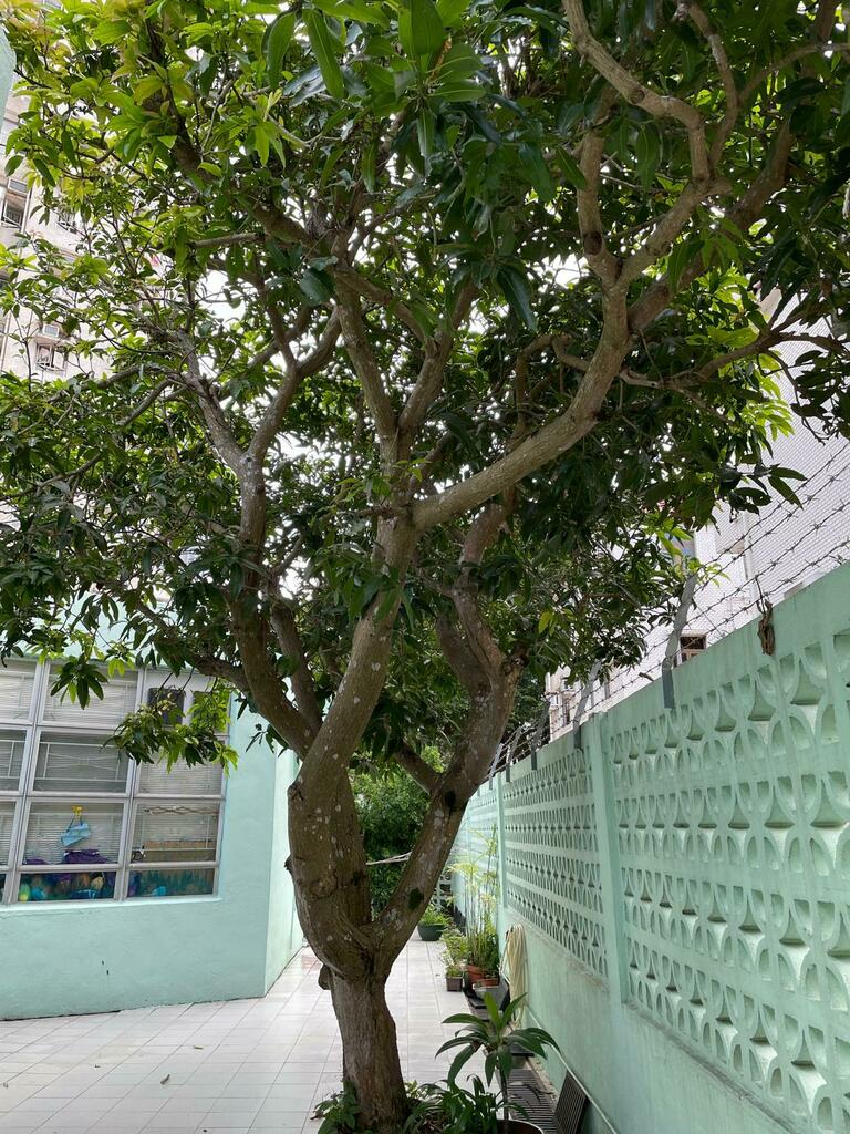 Lychee from 界 西貢 將軍澳 富 寧 花園 第 一 座 地下, Fu Ning Garden Block 2, 25 Po ...