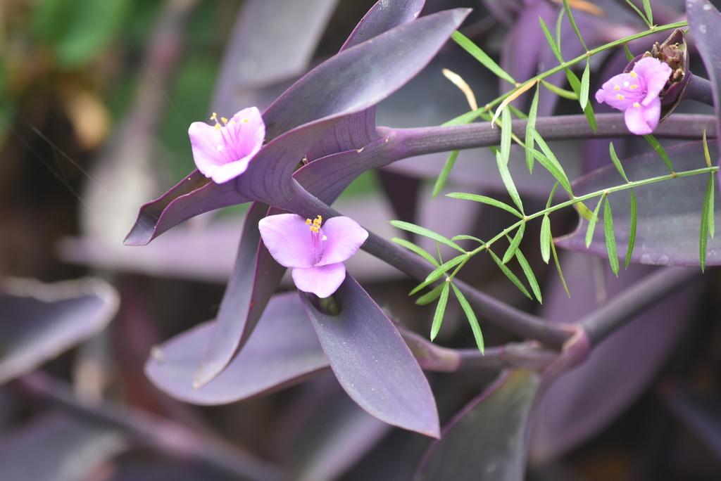 Purple heart from 66, Nehru Marg, Vasant Nagar, Nagpur, Maharashtra ...