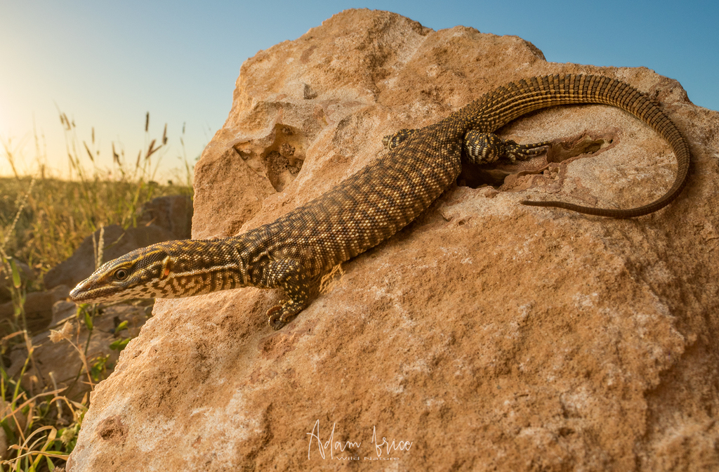 Ridgetail Monitor from Port Hedland WA, Australia on May 13, 2019 at 06 ...