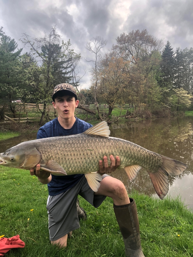 Grass Carp in May 2019 by Drennan Akins. My friend caught a large grass ...