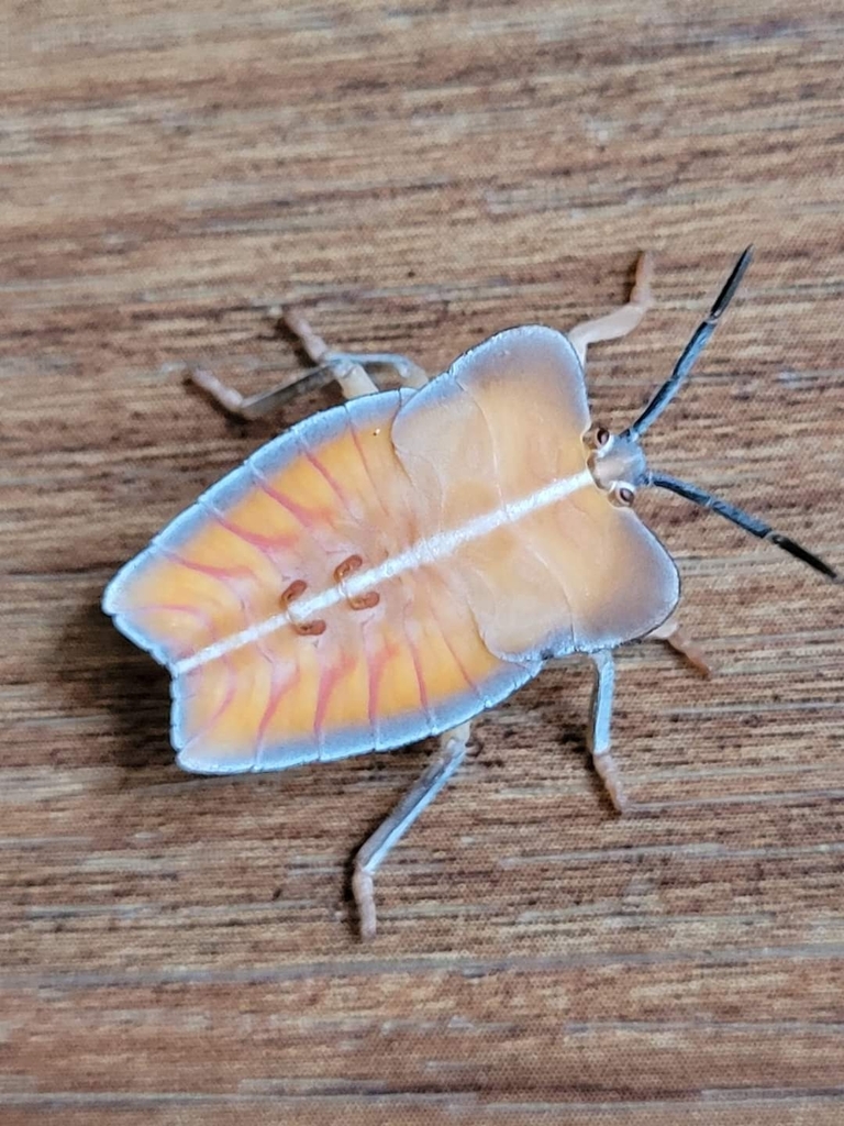 Lychee Stink Bug in May 2024 by Tuta Wongtawan · iNaturalist
