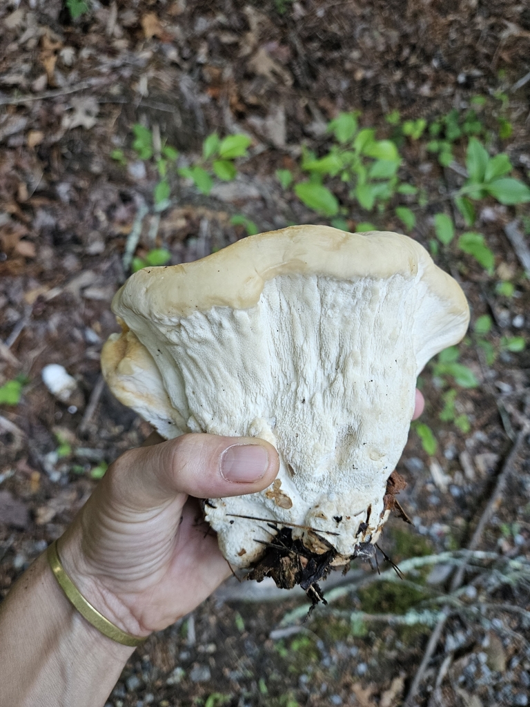 Fungi Including Lichens from Laurel Park, NC 28739, USA on May 27, 2024 ...
