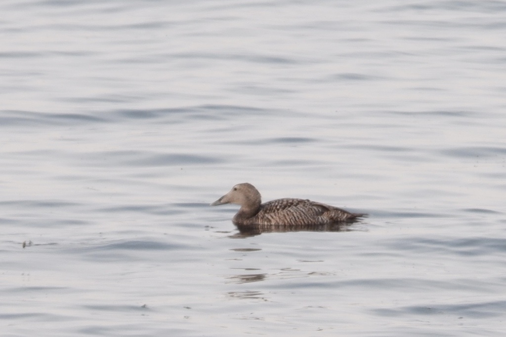 Common Eider in May 2024 by atolstaia · iNaturalist