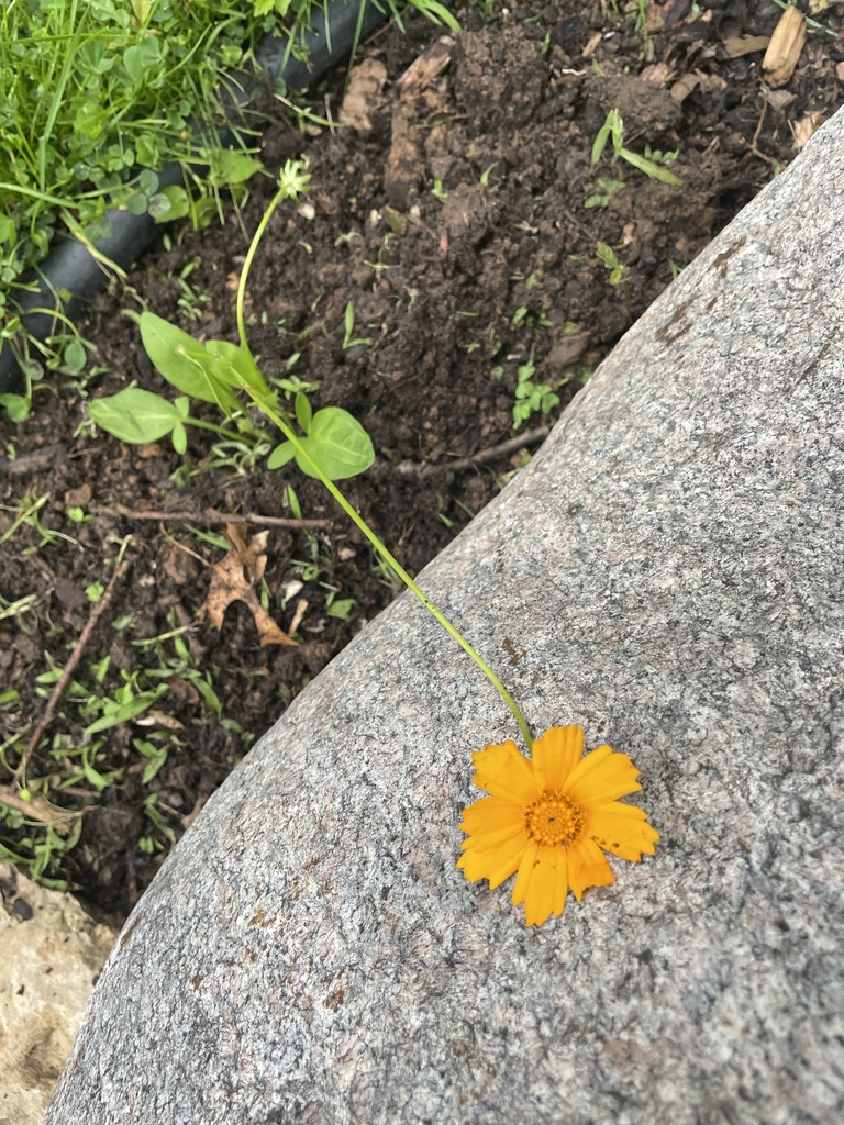 Something from Oak Chase Cir, Eagan, MN, US on May 28, 2024 at 07:28 AM ...