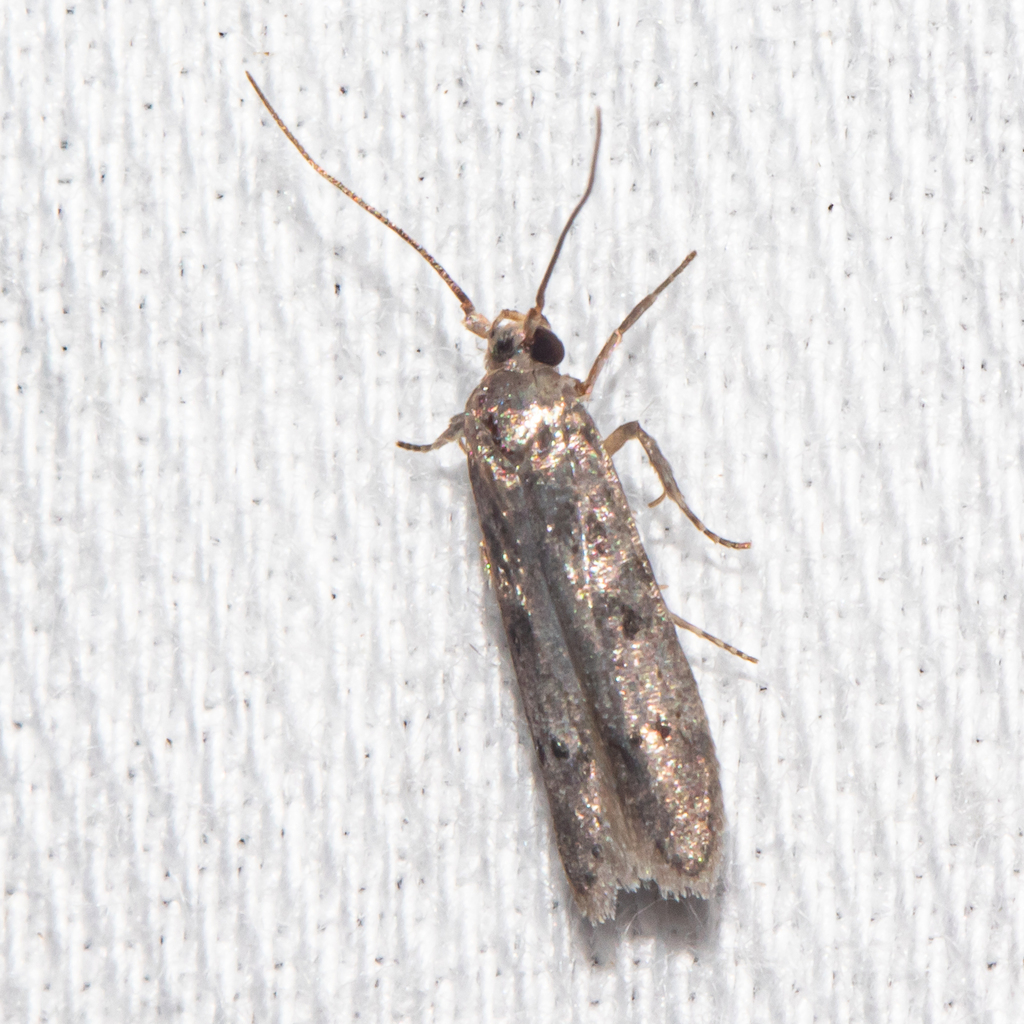 Blastobasis from Anne Arundel County, MD, USA on May 17, 2024 at 01:24 ...