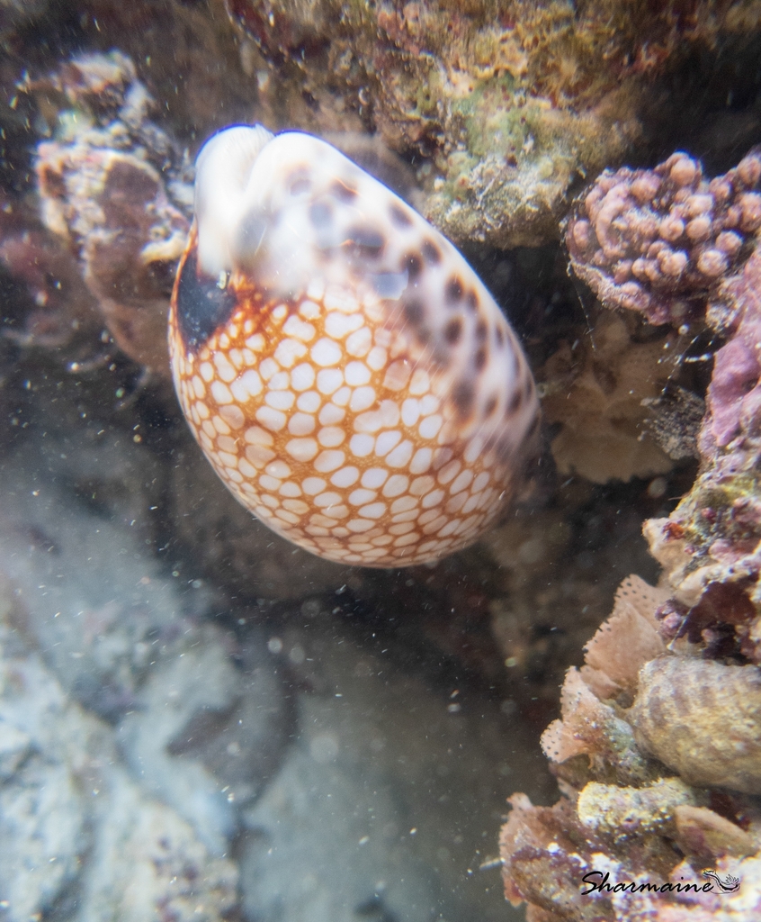 Mauritia histrio in May 2024 by Sharmaine Donnelly-Chorlton · iNaturalist