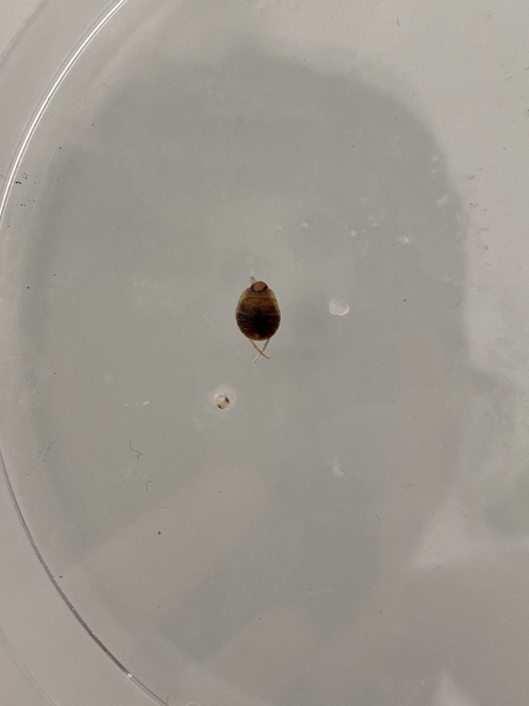 Aphelocheirus aestivalis from Capitainerie Port de Plaisance, Banyuls ...