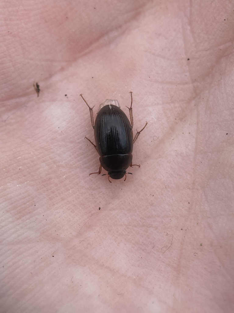 Hydrobius from Nijeholtpade, Friesland, NL on May 27, 2024 at 06:43 PM ...
