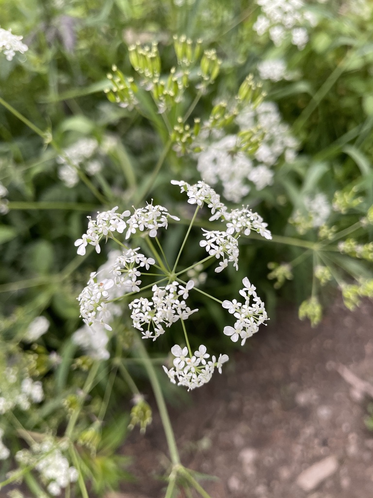 Cow Parsley from Chapeltown Road, Bolton, England, GB on May 28, 2024 ...