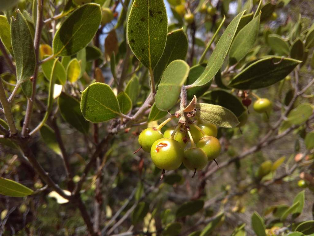 pointleaf manzanita from Arteaga, Coahuila, Mexico on May 9, 2019 at 03 ...