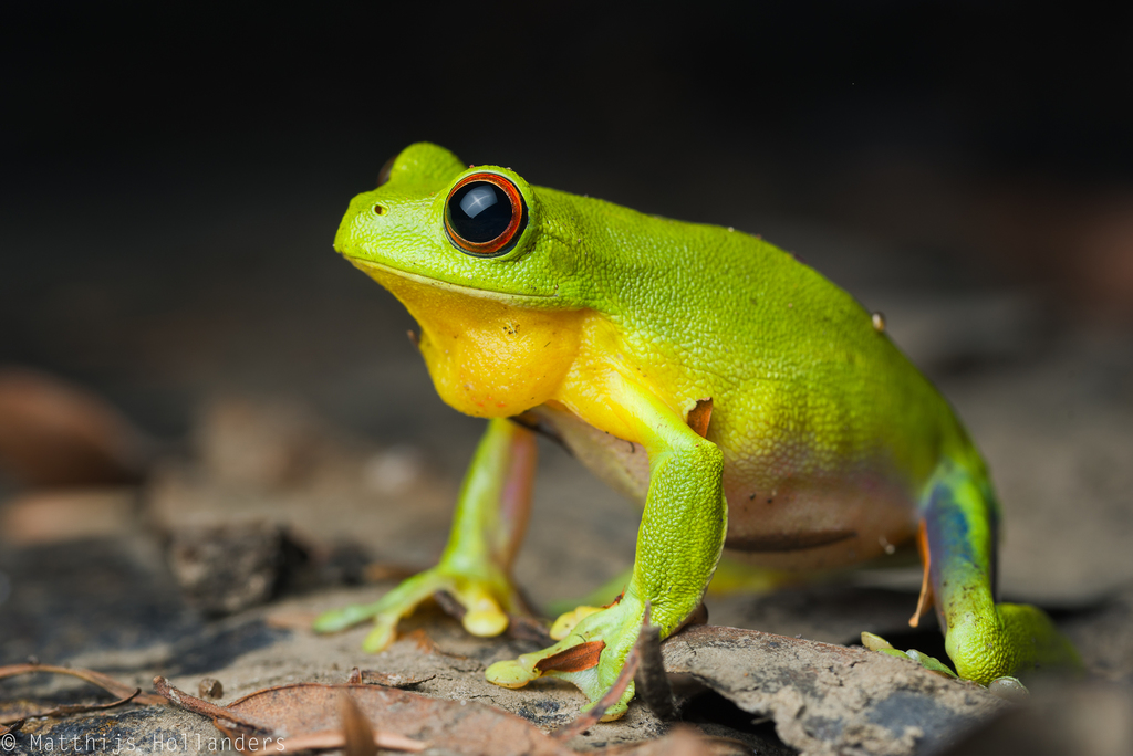Orange-eyed Tree Frog from Whian Whian, AU-NS-BY, AU-NS, AU on January ...