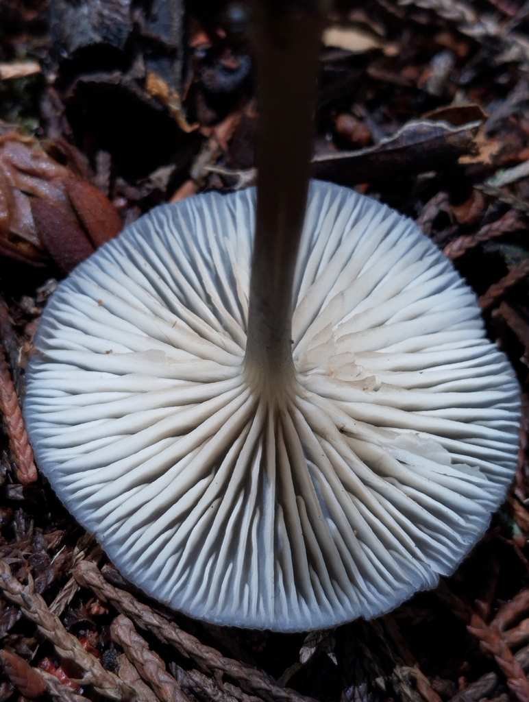 Cyanula from Antioquia on May 26, 2024 at 12:09 PM by YeferA.S ...