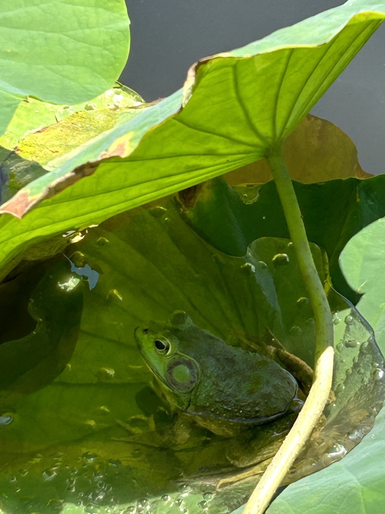 American Bullfrog from Atlanta Botanical Garden, Atlanta, GA, US on May ...