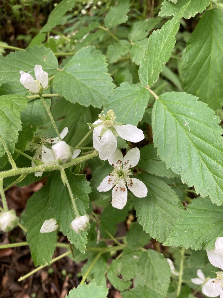 Allegheny blackberry from Afton State Park, Afton, MN, US on May 28 ...