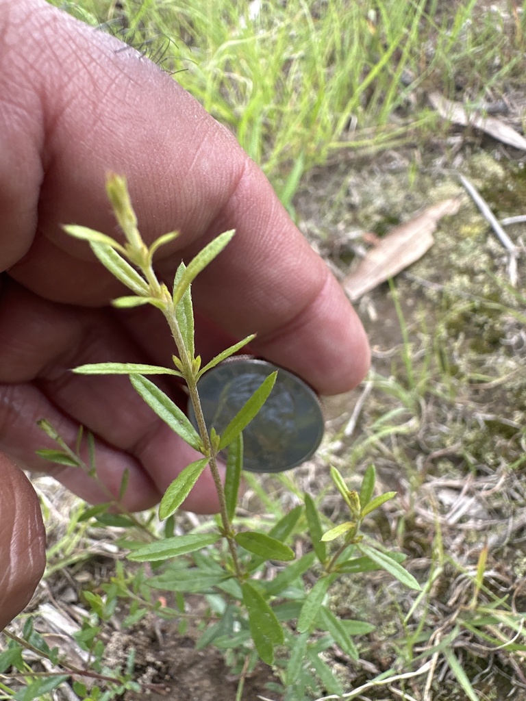 narrowleaf pinweed from First St N, Arlington, VA, US on May 28, 2024 ...