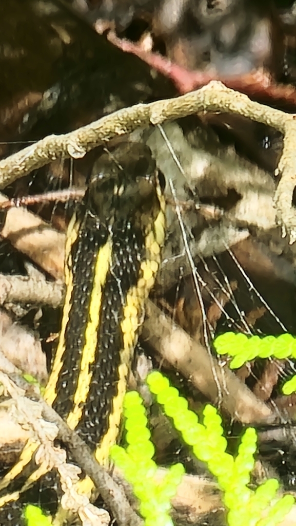 Common Garter Snake from Port Elgin, ON N0H 2C5, Canada on May 28, 2024 ...