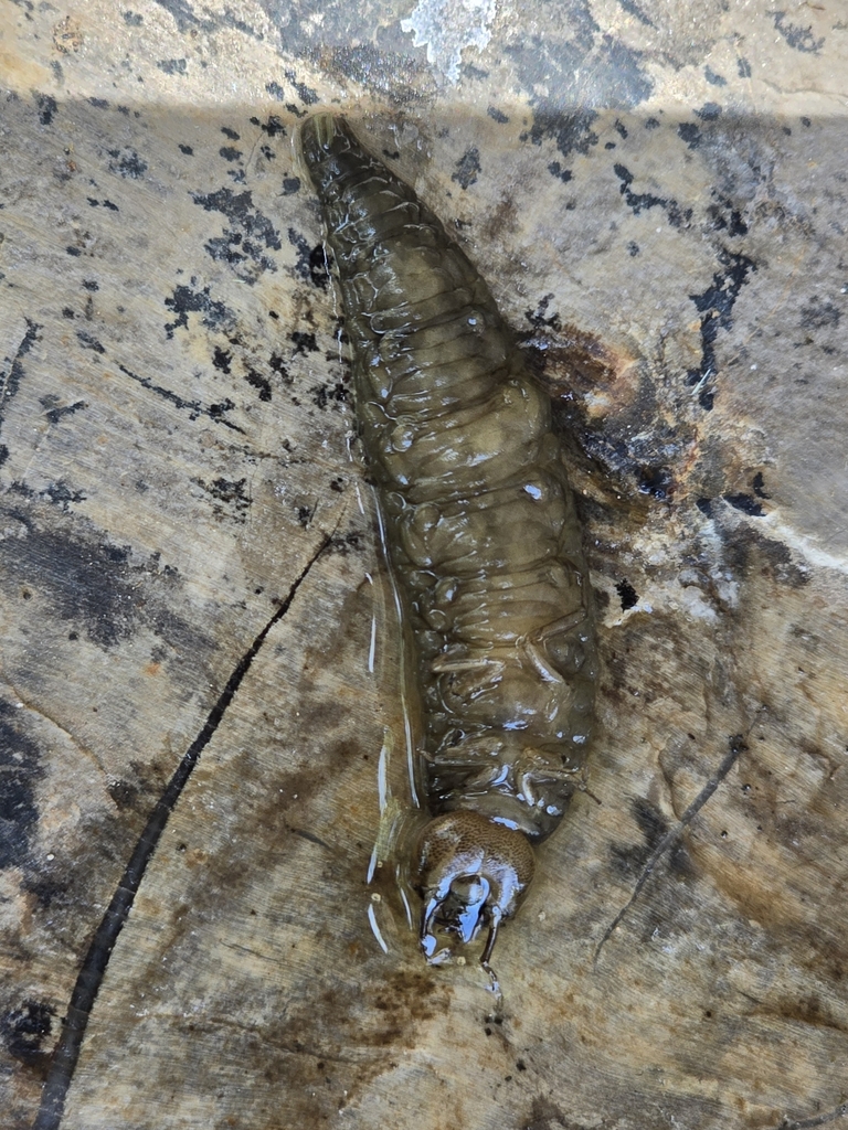 Giant Water Scavenger Beetles from Collinsville, TX 76233, USA on May ...