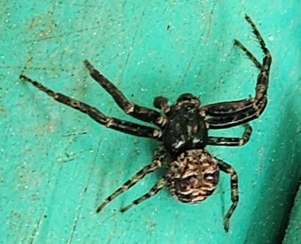 Utah Crab Spider from Windsor, Denver, CO, USA on May 28, 2024 at 12:32 ...