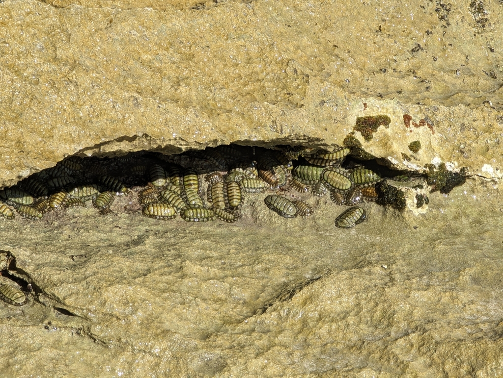 West Indian Green Chiton from Southampton Parish, Bermuda on May 25 ...