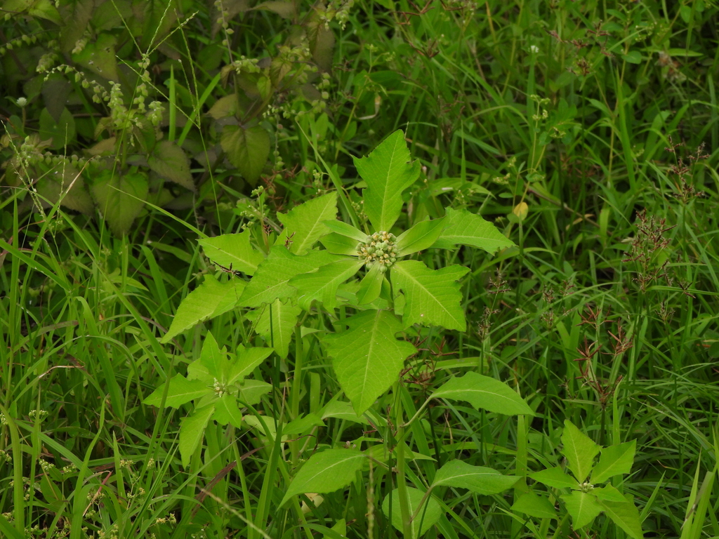 painted spurge from Limón Province, Parismina, Costa Rica on April 26 ...